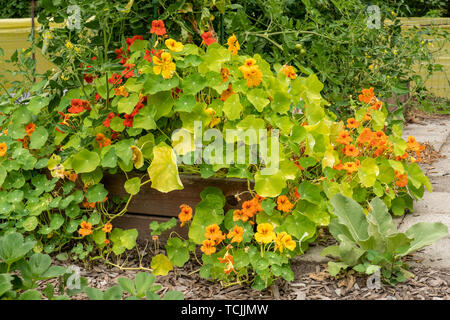 Nasturtiums growing in mound in garden bed, UK Stock Photo - Alamy