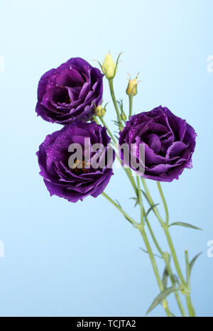 purple eustoma on blue background Stock Photo - Alamy