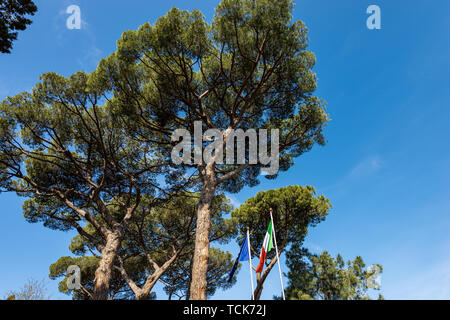 Maritime pines on a blue clear sky with clouds. Mediterranean region ...