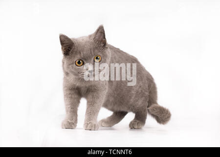Sweet young adult solid blue British Shorthair cat kitten sitting up ...