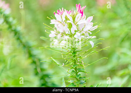 Drunk butterfly flowers in early summer Stock Photo - Alamy