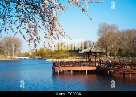 luxurious peach blossoms in spring Stock Photo - Alamy