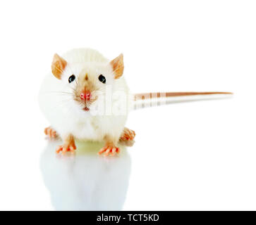 funny little rat, isolated on white Stock Photo - Alamy