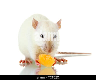 funny little rat with cheese, isolated on white Stock Photo - Alamy