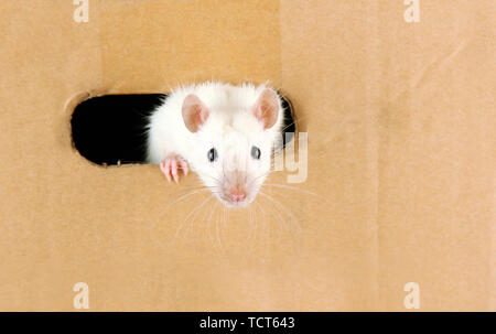 funny little rat on paper background Stock Photo - Alamy