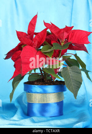 Beautiful poinsettia on blue fabric background Stock Photo - Alamy