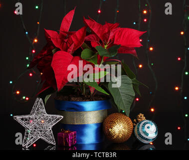 Beautiful poinsettia with christmas balls on Christmas lights ...