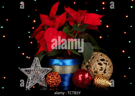 Beautiful poinsettia with christmas balls on Christmas lights ...