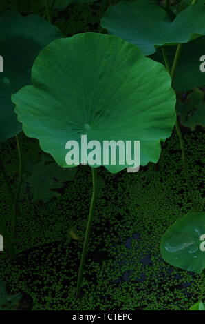 Lotus, Xia Ho, Lotus, Photography Stock Photo - Alamy