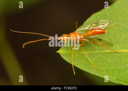 A male Aulacid Wasp (Aulacus burquei Stock Photo - Alamy