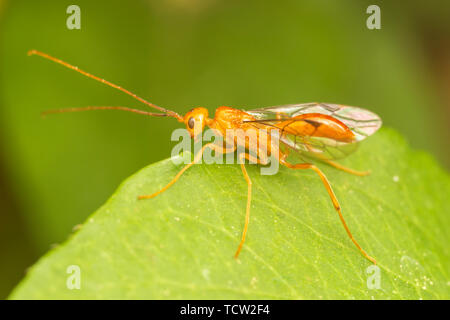 A male Aulacid Wasp (Aulacus burquei Stock Photo - Alamy