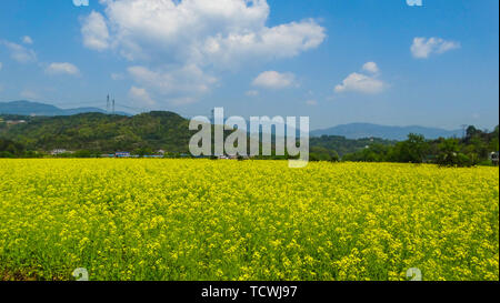 Blooming rapeseed field sunrise. Beautiful agricultural landscape of ...
