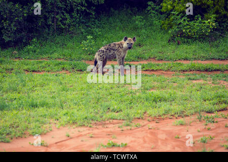 Africa, Zimbabwe, Haina, hyenas, animals, nature primitive Stock Photo ...