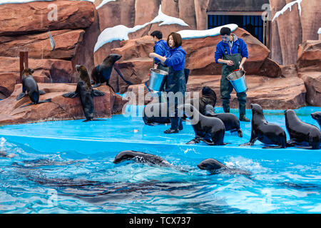 Seal in Haichang Ocean Park, Shanghai Stock Photo - Alamy