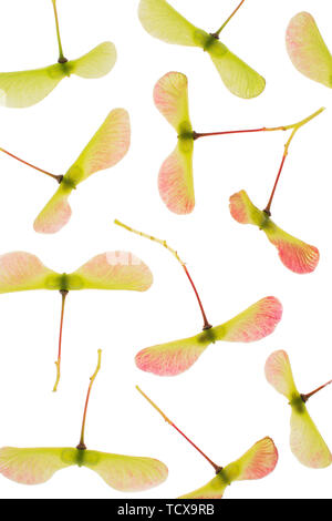 Fruit of maple chicken claw Stock Photo - Alamy