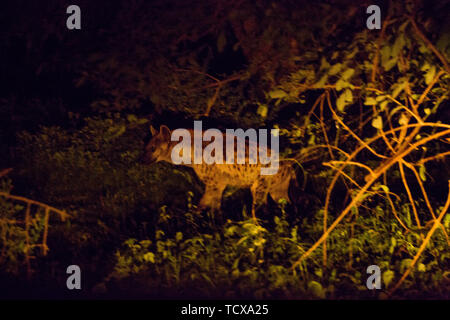 Africa, Zimbabwe, Haina, hyenas, animals, nature primitive Stock Photo ...