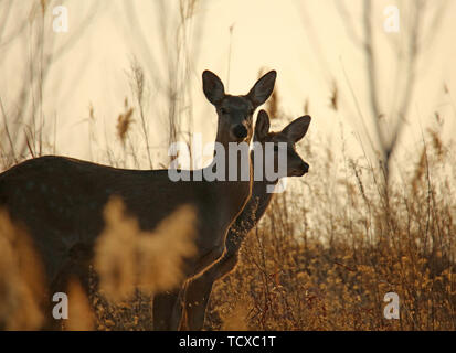 Reed Deer Shadow Two Stock Photo - Alamy