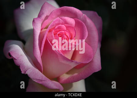 Micro flowers - moon season Stock Photo - Alamy