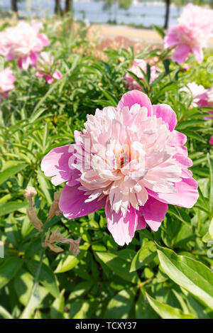 Tender pink peony or paeony (Paeonia) flower close up Stock Photo - Alamy