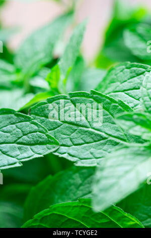 Naturally organic mint leaves Stock Photo - Alamy