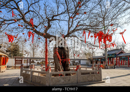 Ancient locust tree in Yangjiabu Stock Photo - Alamy
