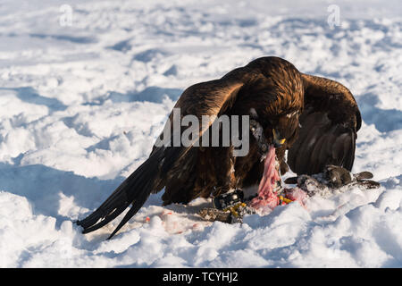 The Kazakh eagle tamer and his eagle Stock Photo - Alamy