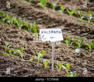 Crop labels in agricultural field planted with seedling, East Lothian ...