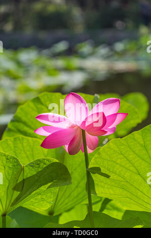 Lotus flower under sunny autumn day in Zhaoling, Shenyang Stock Photo ...