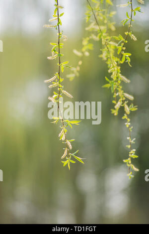 The willows germinate in spring Stock Photo - Alamy