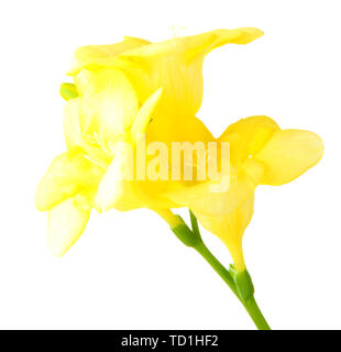 Yellow freesia flower, isolated on white Stock Photo - Alamy