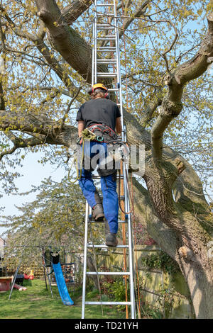 Professional tree surgeon up a ladder using power hedge trimmer to cut ...