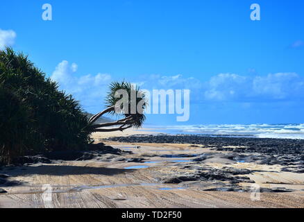 Pandanus tree on 75 miles beach in Fraser Island National Park ...