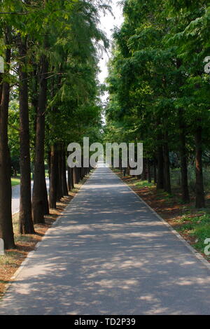 Shanghai Binjiang Forest Park Scenery Stock Photo - Alamy