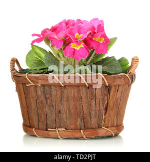 Beautiful pink primula in wooden basket, isolated on white Stock Photo ...
