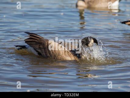 Canadian geese in Portland, United States Stock Photo - Alamy