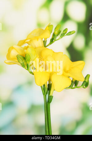 Beautiful freesias, on green background Stock Photo - Alamy