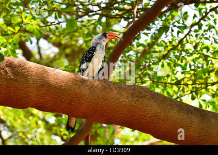 Rhinoceros, pictured in Marseille Mara Stock Photo - Alamy