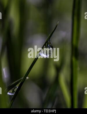 Micro - reflection in water droplets Stock Photo - Alamy