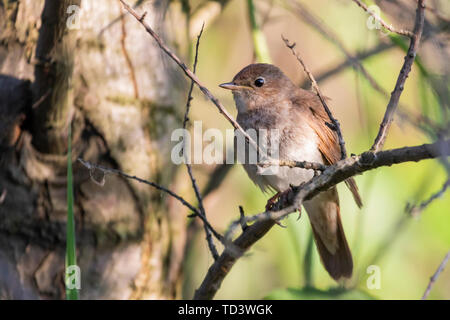 A Common Nightingale sitting in a bush singing, sunny morning in ...
