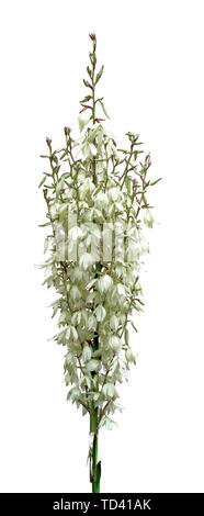 Yukka plant about to bloom in the garden Stock Photo - Alamy