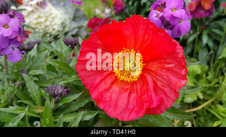Poppy flowers. Red poppy among other wild flowers Stock Photo - Alamy