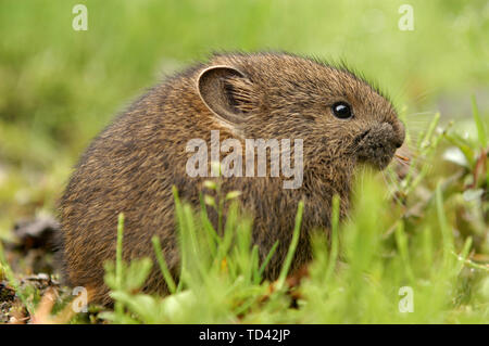 Close-up of plateau pika Stock Photo - Alamy