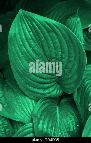 Beautiful tropical Hosta leaves with drops of water. Ornamental Hosta ...