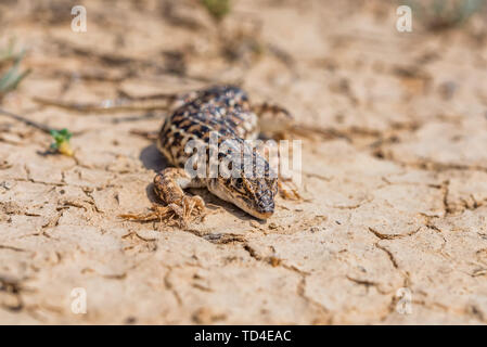 Steppe Runner Lizard or Eremias arguta on dry ground close Stock Photo ...