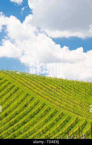 vineyard at the Austrian Slovenian border in Styria Stock Photo - Alamy