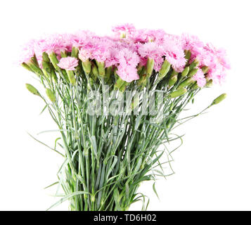 Many small pink cloves isolated on white Stock Photo - Alamy