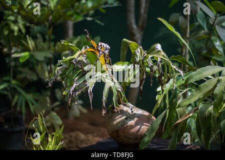 variety of tropical fern in Sri Lanka in garden of plants and spices ...