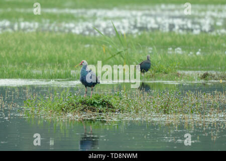 Beautiful purple chicken in Jianghu Stock Photo - Alamy