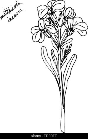 hand drawn stock Matthiola flower. floral design element isolated on ...