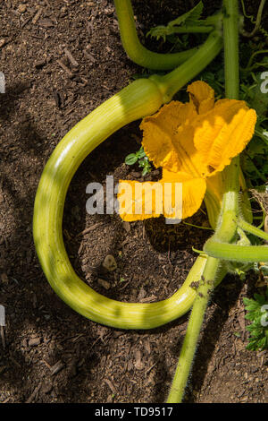 Rampicante zucchini growing in Maple Valley, Washington, USA. This ...